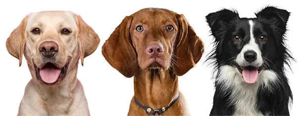 Why Orivet | Orivet Genetic Pet Care